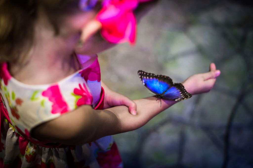 Brilliant Butterflies Family Care – Children are a gift from the Lord ...
